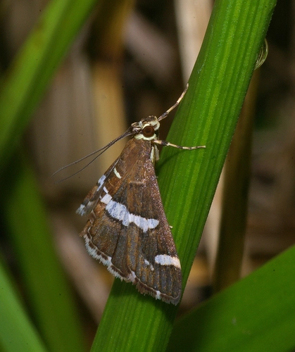 Hawaiian Beet Webworm Moth | Record | DigitalNZ