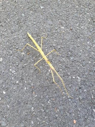 Smooth Stick Insect | Record | DigitalNZ