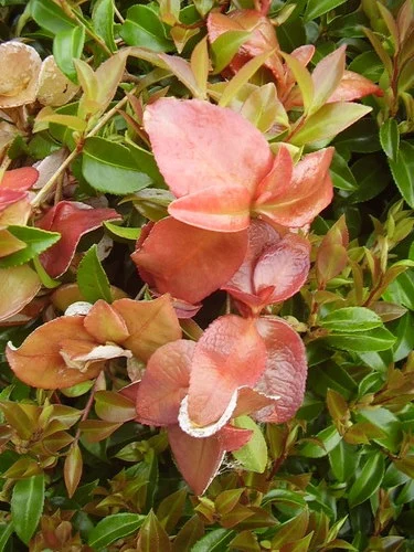 Camellia Leaf Gall | Record | DigitalNZ