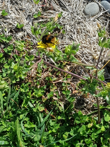 Buff-tailed Bumble Bee | Record | DigitalNZ