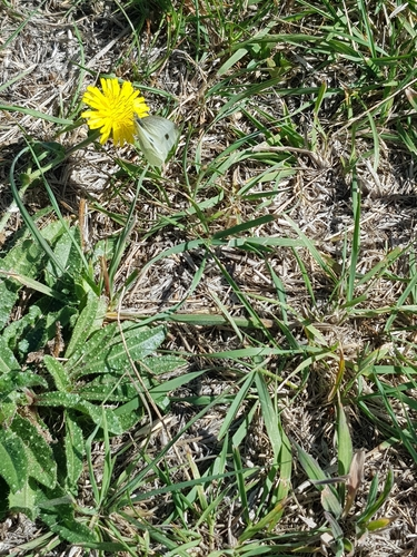 Cabbage White | Record | DigitalNZ