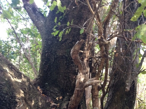 Big tree | Record | DigitalNZ