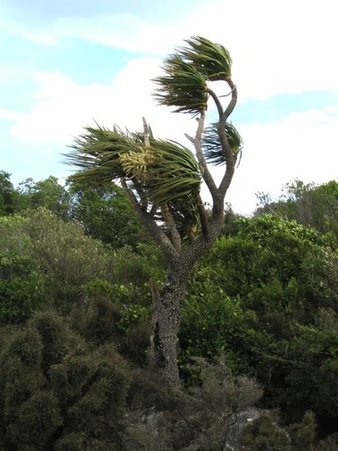 New Zealand cabbage tree | Record | DigitalNZ