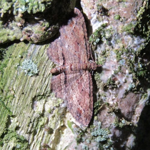Australian Pug Moth | Record | DigitalNZ