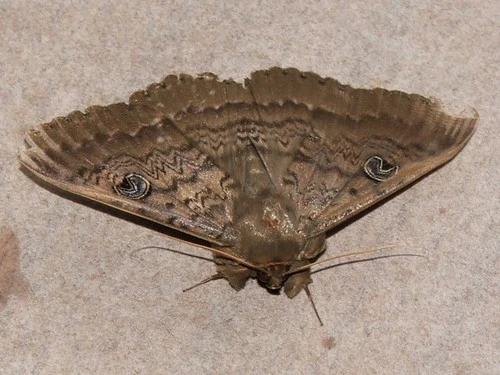 Owlet Noctuid Moth (Dasypodia cymatodes) | Record | DigitalNZ