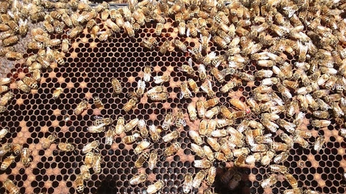 Apis mellifera | Record | DigitalNZ