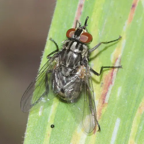 Stable fly | Record | DigitalNZ