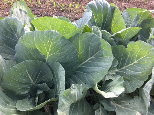 Cabbage | Record | DigitalNZ