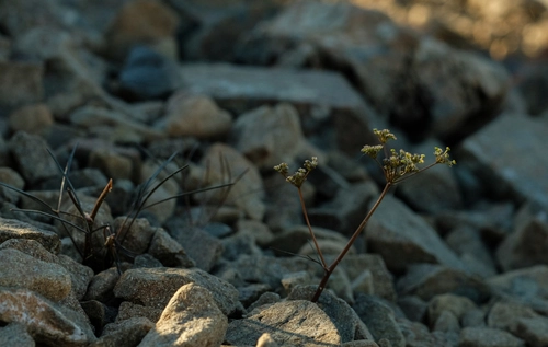 Anisotome filifolia | Record | DigitalNZ