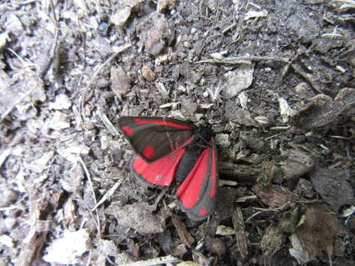 Cinnabar Moth | Record | DigitalNZ