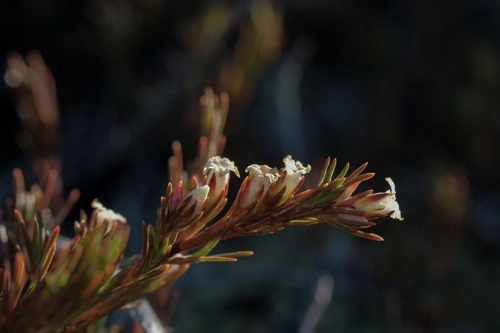 Dracophyllum pronum | Record | DigitalNZ