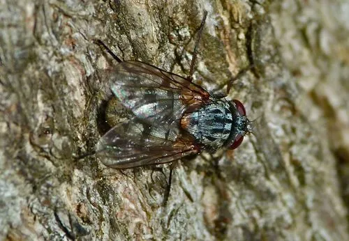 False Stable Fly | Record | DigitalNZ