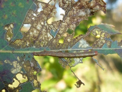 Caterpillar | Record | DigitalNZ