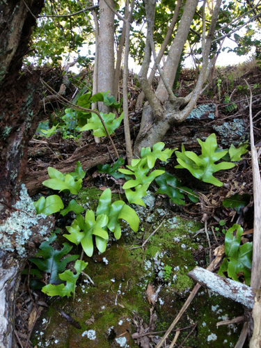 Kowaowao | Record | DigitalNZ