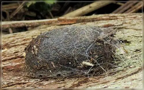 Gum Emperor Moth Cocoon | Record | DigitalNZ