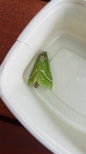 Puriri moth | Record | DigitalNZ