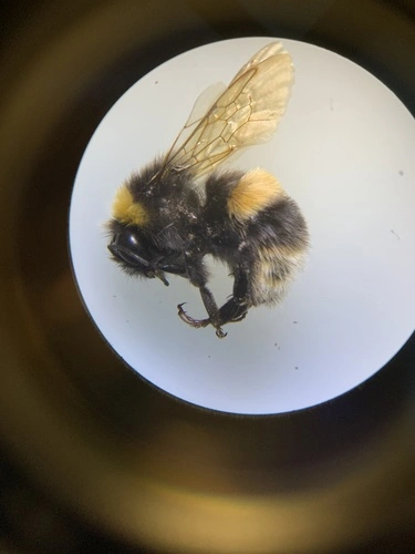 Buff-tailed Bumble Bee | Record | DigitalNZ