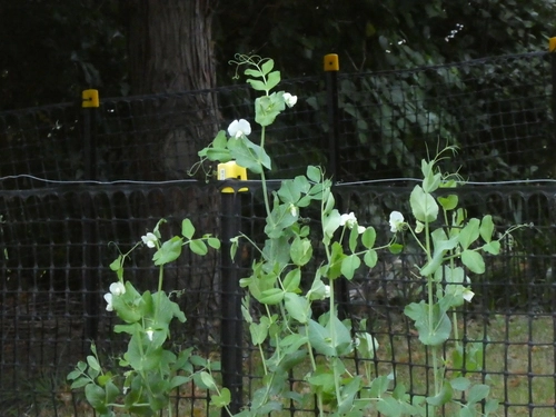 Common Pea | Record | DigitalNZ