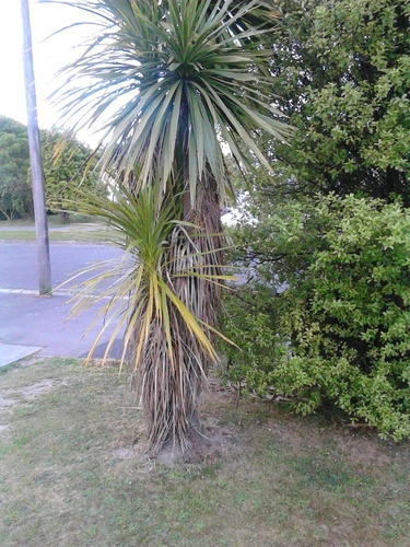 New Zealand cabbage tree | Record | DigitalNZ