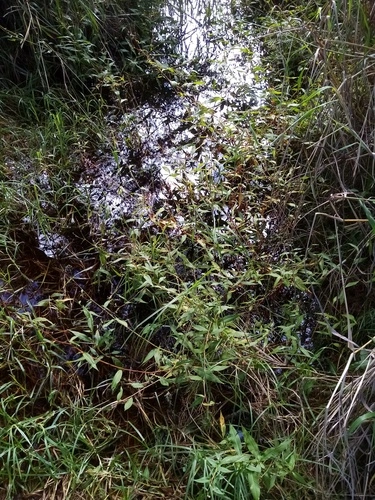 Slender Knotweed | Record | DigitalNZ