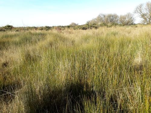 Common Twig Rush | Record | DigitalNZ