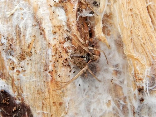 Australomimetus hartleyensis | Record | DigitalNZ