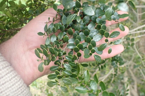 Vanilla Tree | Record | DigitalNZ