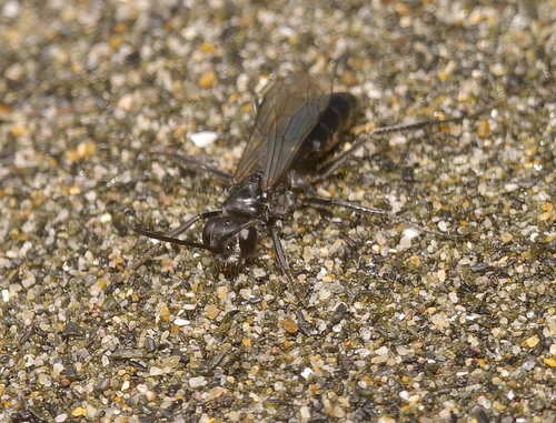 Spider Wasps | Record | DigitalNZ