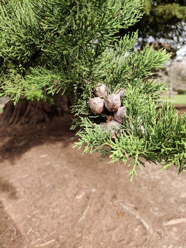 Monterey Cypress | Record | DigitalNZ