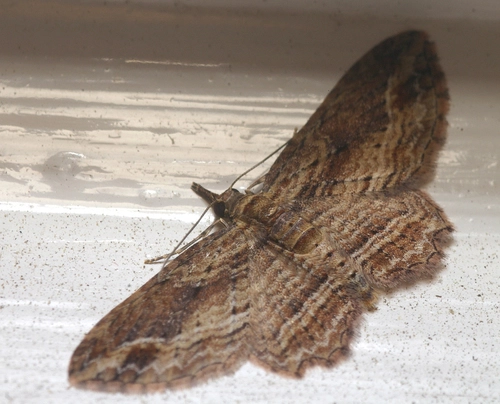 Australian Pug Moth | Record | DigitalNZ
