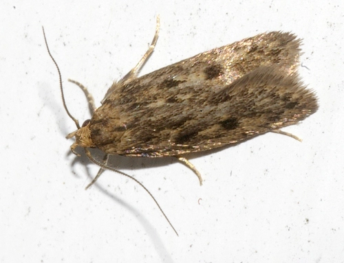 Brown House Moth | Record | DigitalNZ