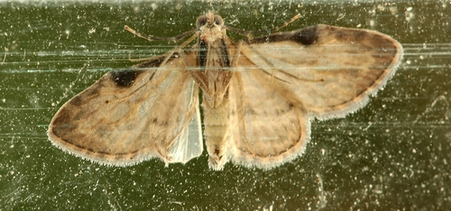 Insigillated Pug | Record | DigitalNZ