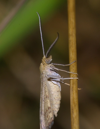 Plantain moth | Record | DigitalNZ