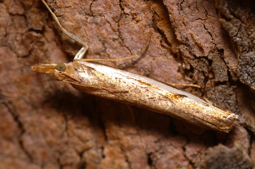 Common grass moth | Record | DigitalNZ