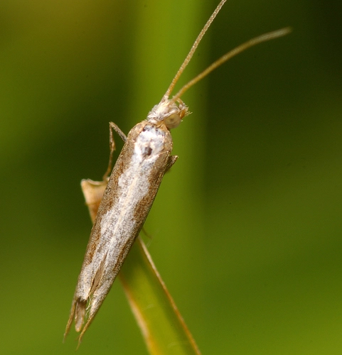 Butterflies and Moths | Record | DigitalNZ