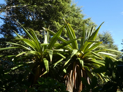 Mountain Cabbage Tree | Record | DigitalNZ
