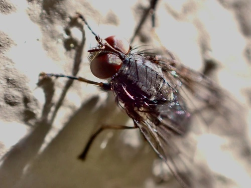 False Stable Fly | Record | DigitalNZ