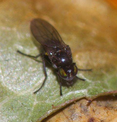 Hydrellia | Record | DigitalNZ