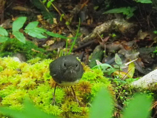 South Island Robin | Record | DigitalNZ