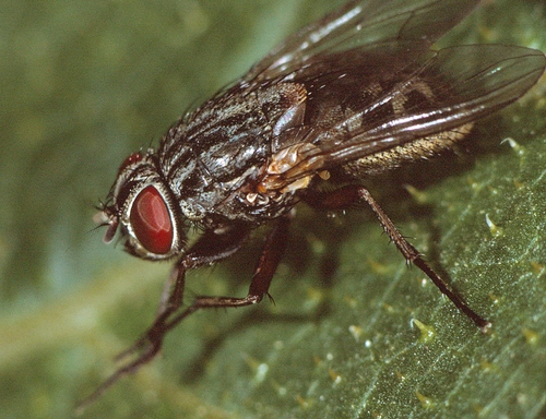 False Stable Fly | Record | DigitalNZ