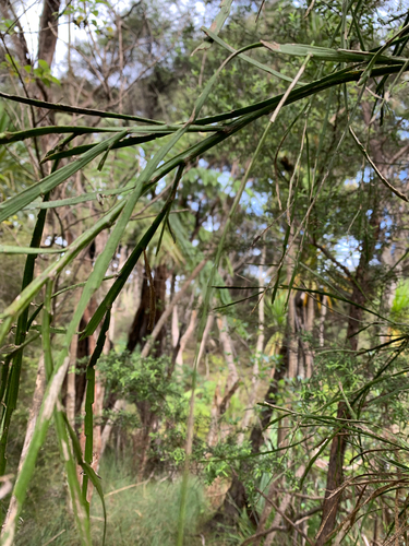 New Zealand common broom | Record | DigitalNZ