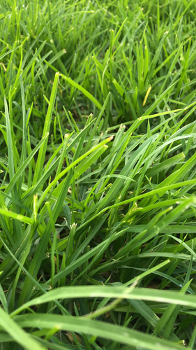 Kikuyu Grass | Record | DigitalNZ