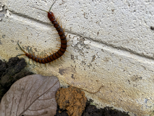 New Zealand giant centipede | Record | DigitalNZ