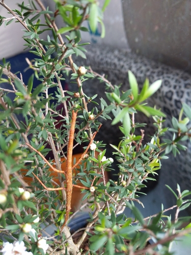 Smooth Stick Insect | Record | DigitalNZ