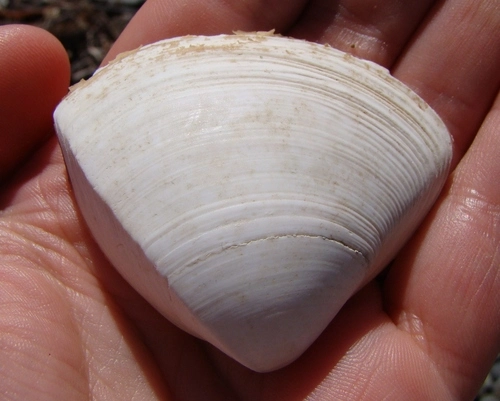 Triangle Shell | Record | DigitalNZ