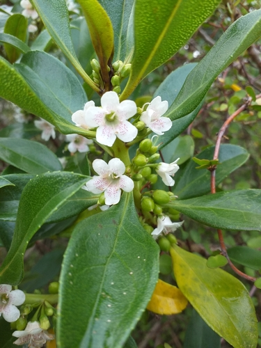 common boobialla | Record | DigitalNZ