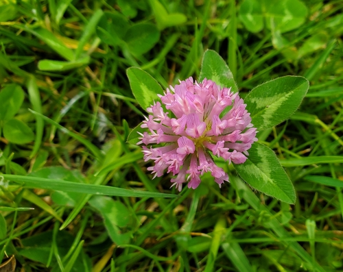 red clover | Record | DigitalNZ
