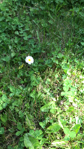 common daisy | Record | DigitalNZ