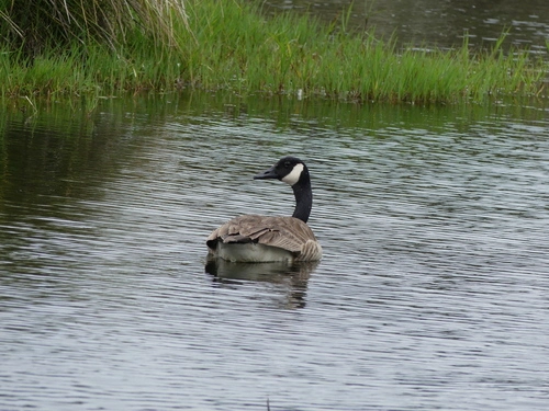 Giant Canada Goose | Record | DigitalNZ