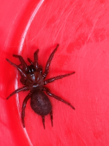 Tunnelweb Spiders | Record | DigitalNZ